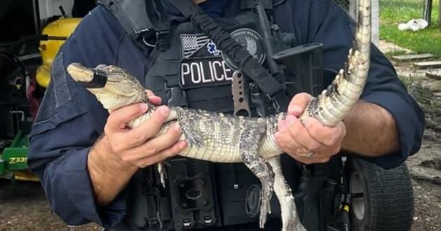 Baton Rouge police rescue 2.5-foot pet alligator from home | Crime ...
