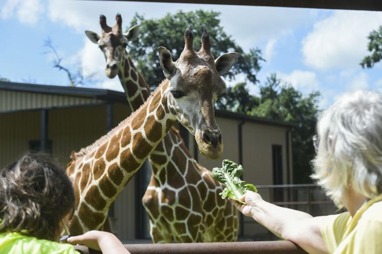 Photos: World Giraffe Day | Photos | theadvocate.com