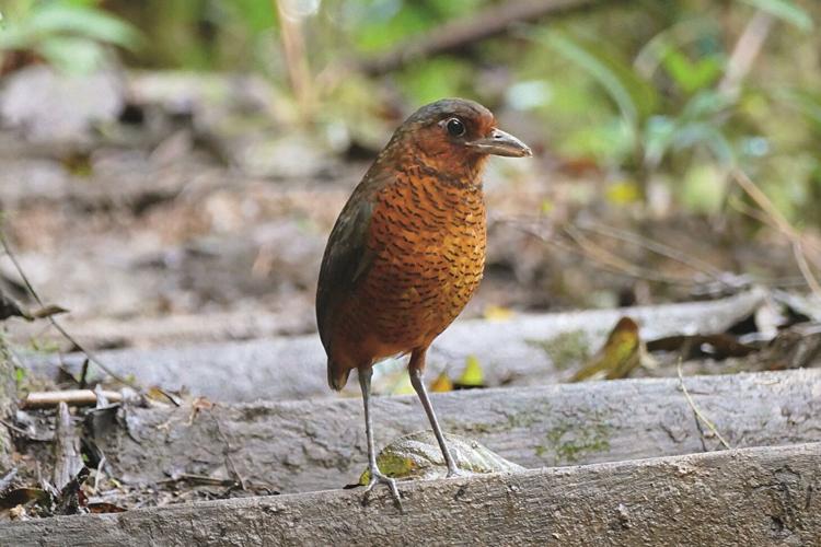 Noah Strycker saw 6,042 bird species; hear his talk in BR ...