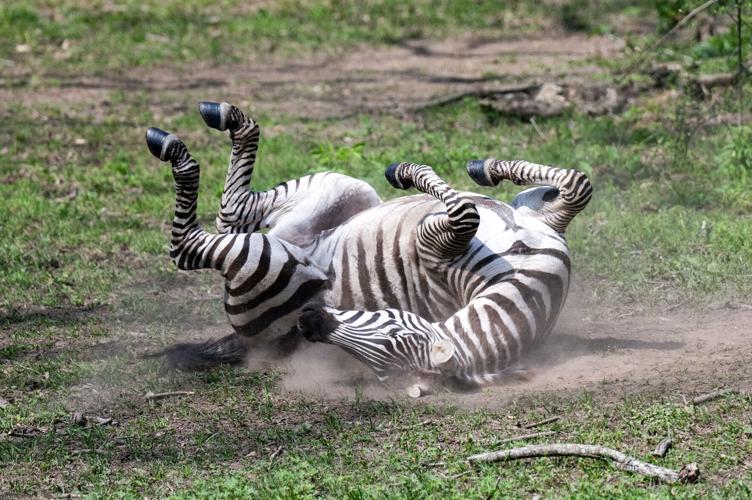 Zoosiana monkeys still missing; zebras and camels new to zoo | News ...