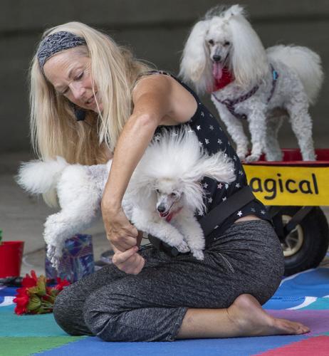 Poodles leap, run, show off fancy moves for performances at libraries ...