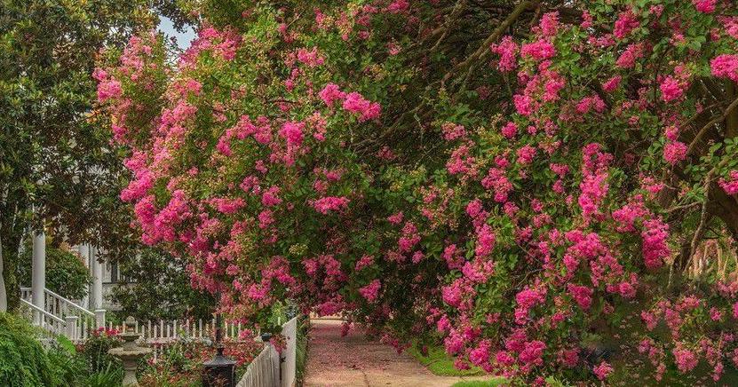 Crape myrtles come in a variety of mature shapes and sizes ...