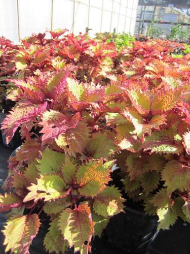 Plant sale raises money for gardening program | News | theadvocate.com