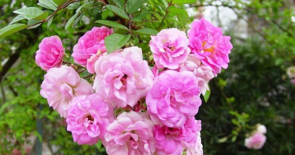 Peggy Martin to discuss namesake rose in Baton Rouge | Baton Rouge ...