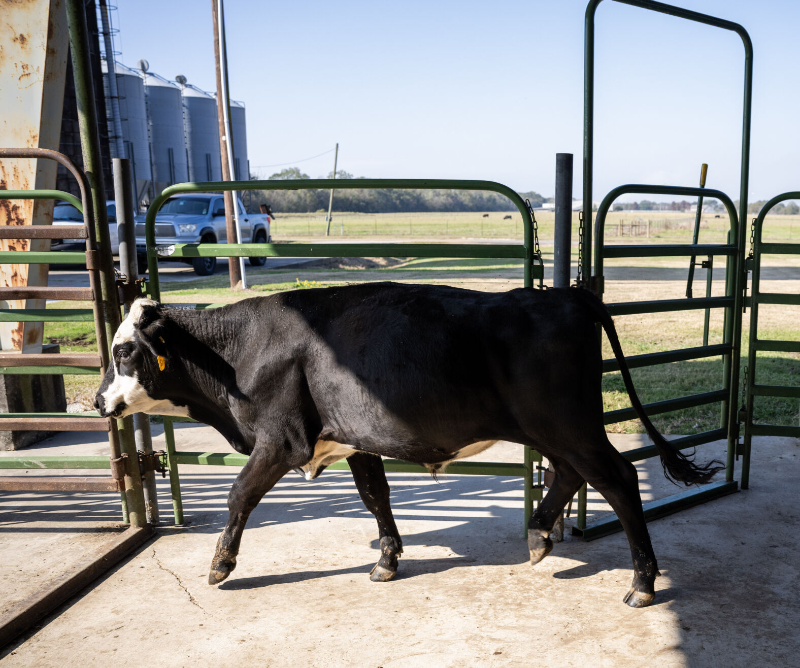 Southern University uses health tech for better-tasting beef ...