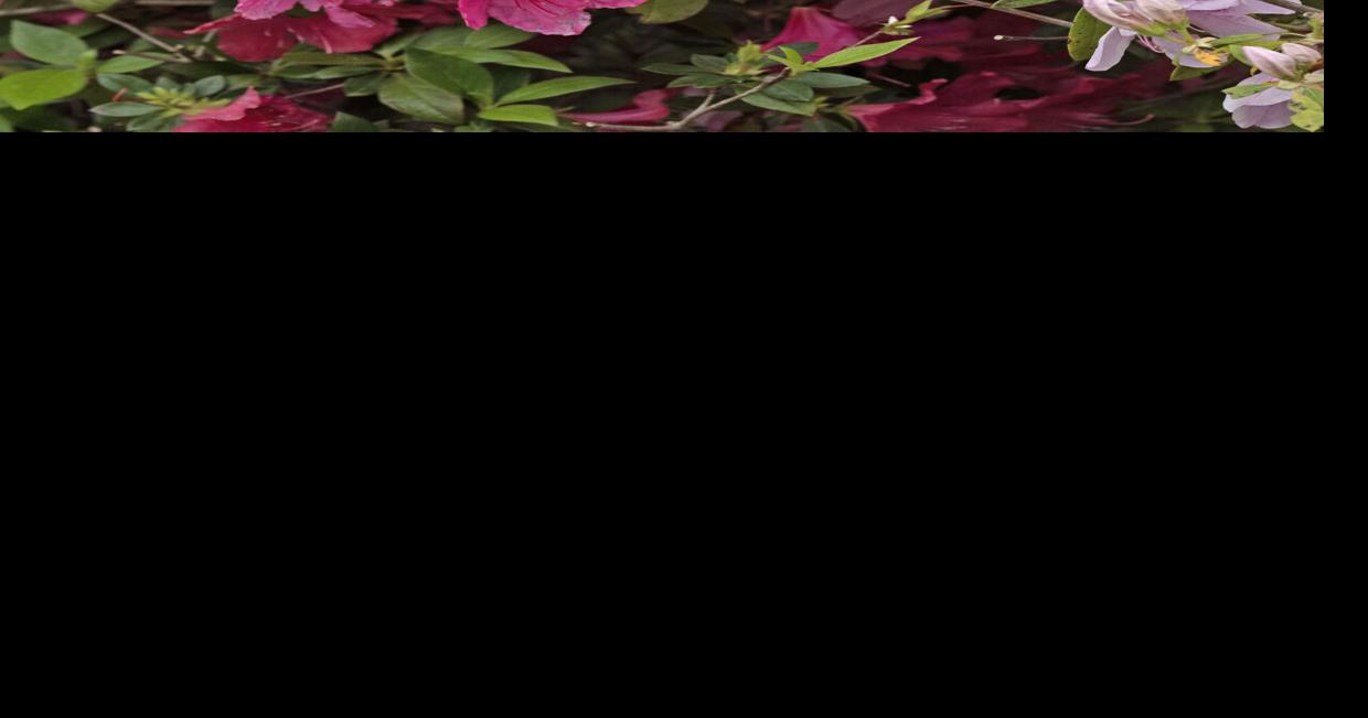 How to prune oversized azaleas without hurting blooms | Entertainment ...