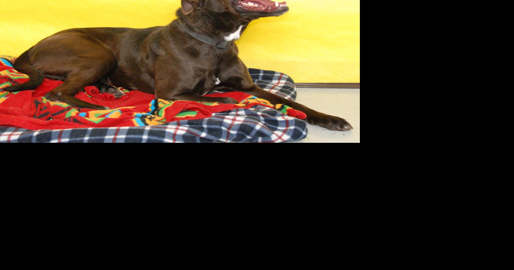 Pen Pals to feature dogs at Angola Prison Rodeo on Sundays | East ...