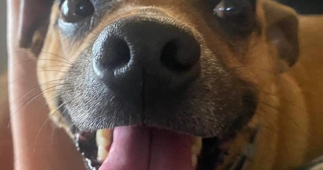 Friends of the Animals Baton Rouge looks for forever homes to provide ...