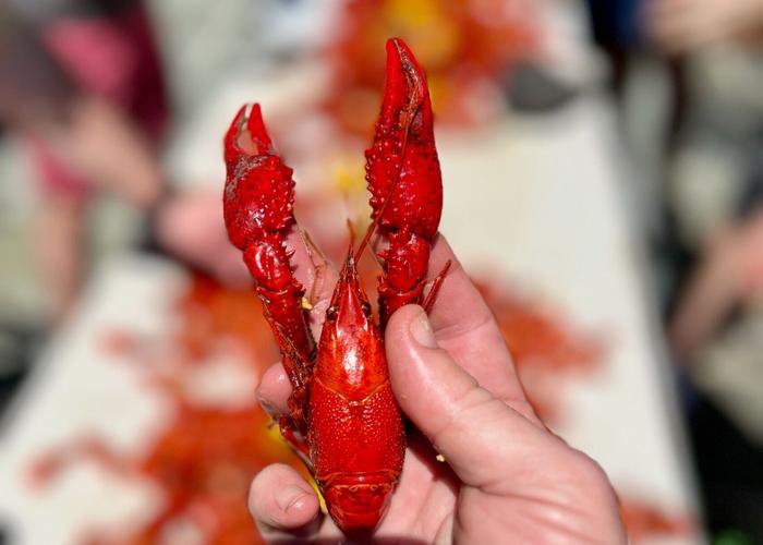 Crawfish season 2024 is bad but Louisiana traditions endure ...