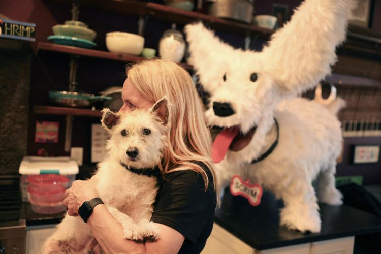 Scrim, New Orleans famous fugitive dog, captured ... again | Entertainment/Life | theadvocate.com