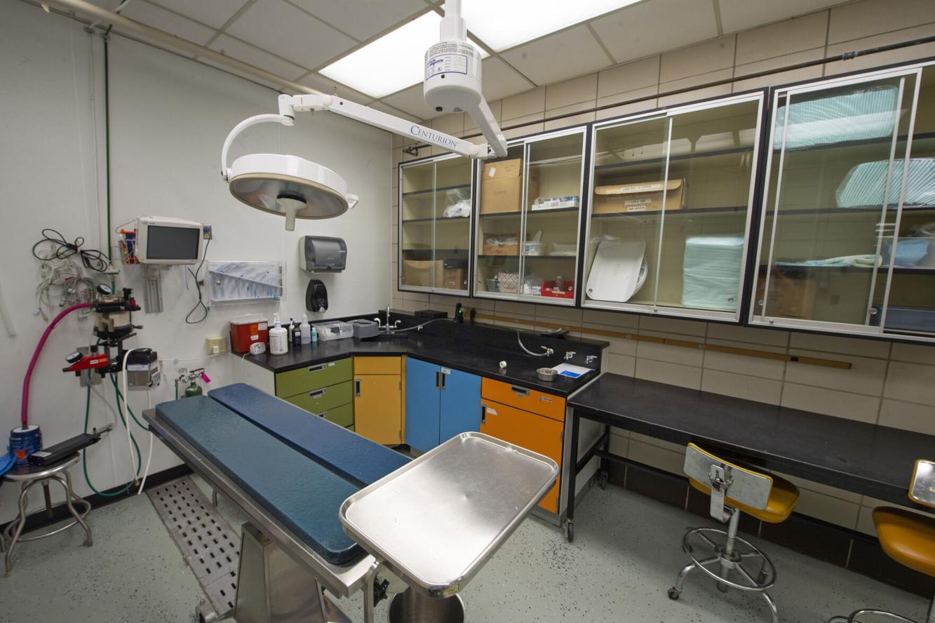 Louisiana investing millions in LSU veterinary medicine | Education ...