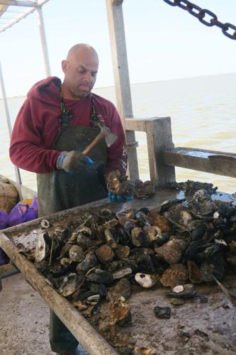 Nonprofits plant millions of oysters to restore population | News ...