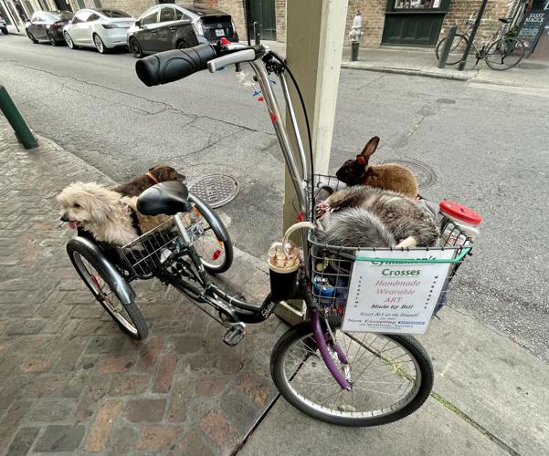 Saffron the possum is on his way home, owner says | Crime/Police ...