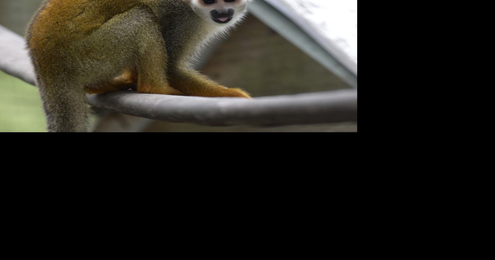Monkeys reported stolen from zoo, Broussard police investigating ...