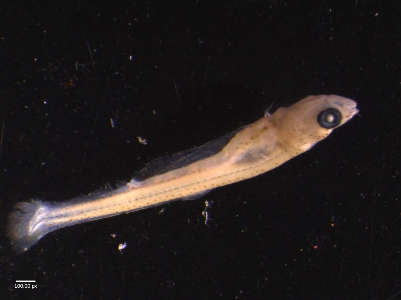 atherinidae larvae