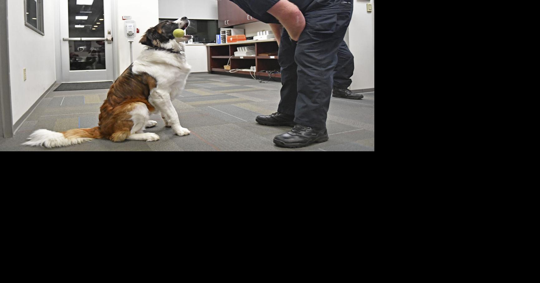 EMS service dog joins team to comfort paramedics after tough calls ...