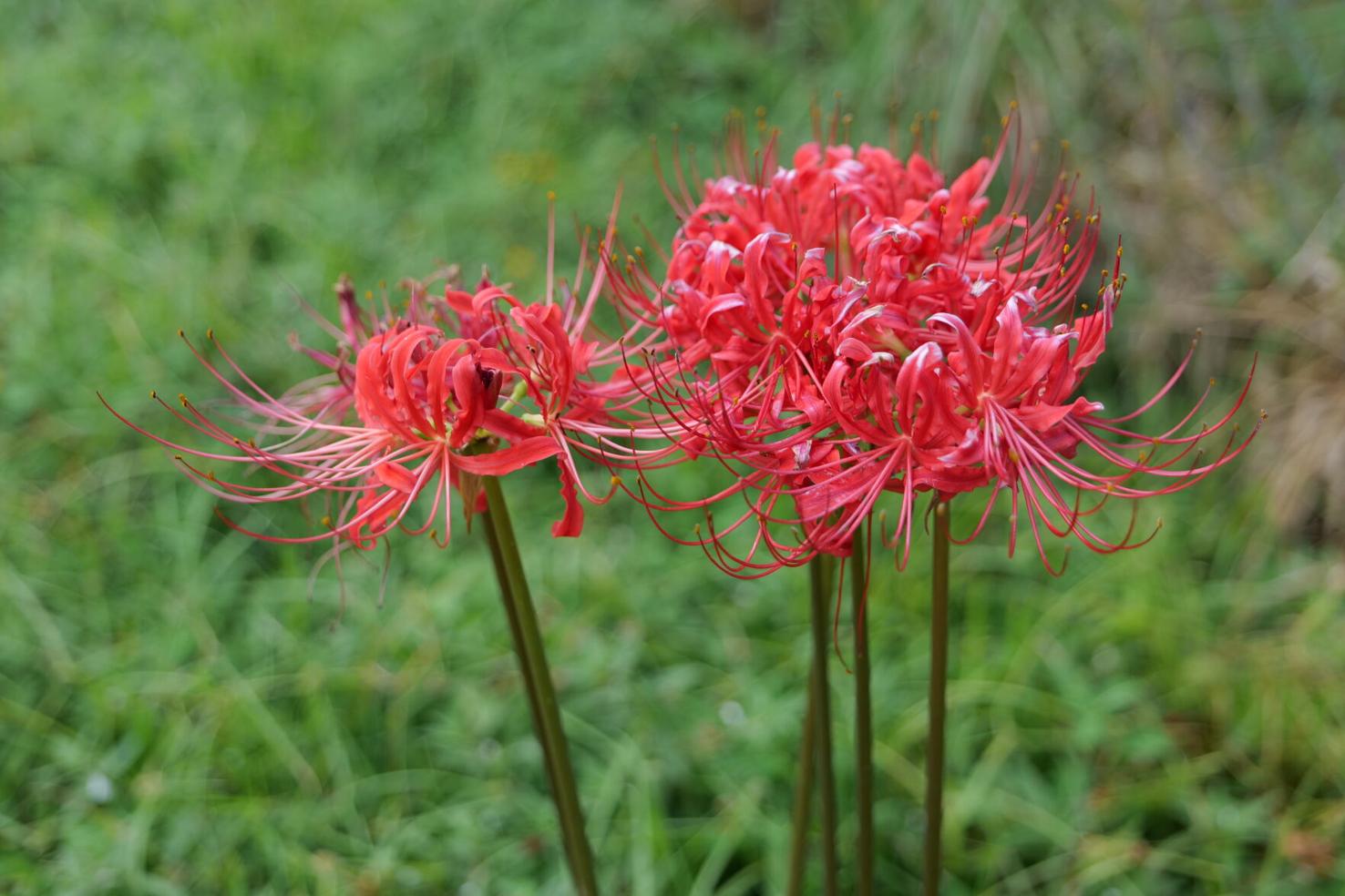 Hurricane lilies are Southern heirlooms, poisonous, too | Home/Garden ...