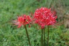 Hurricane lilies are Southern heirlooms, poisonous, too | Home/Garden ...