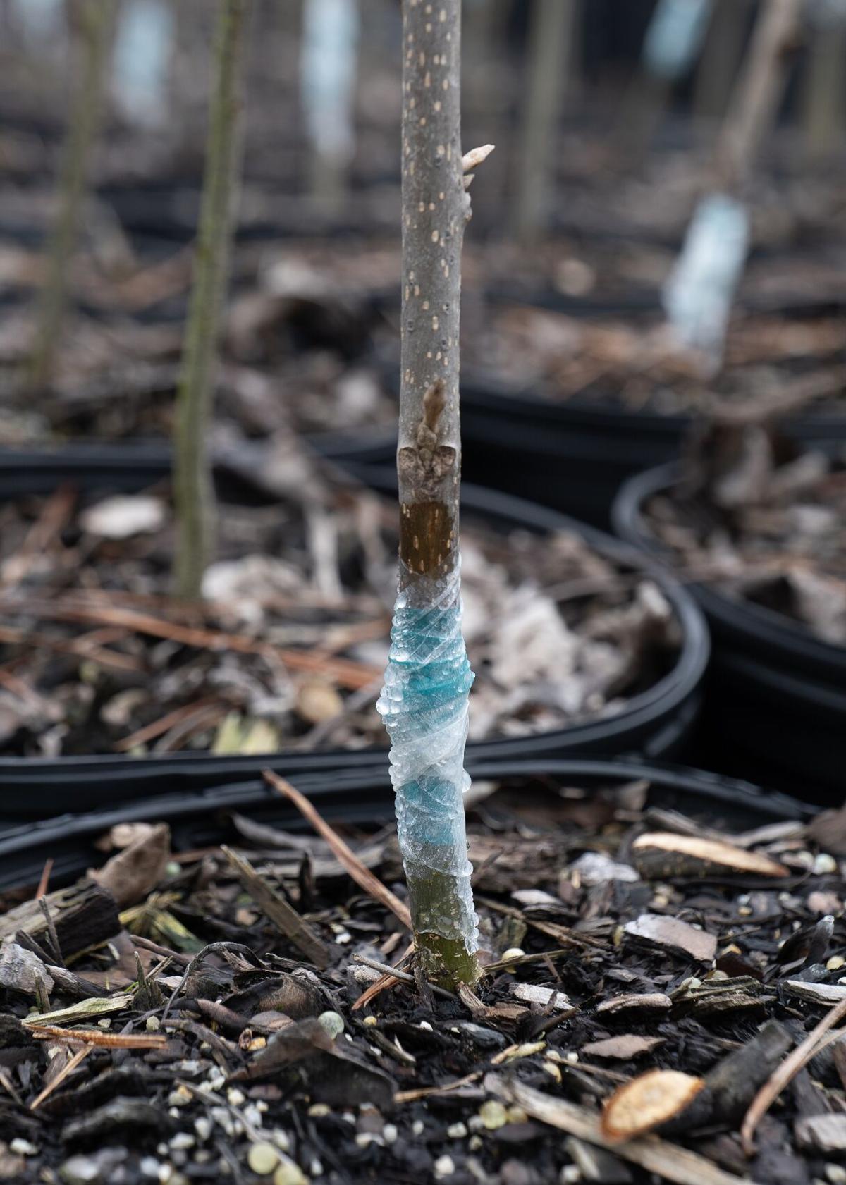 Grafting 101: Behind the scenes of your fruit tree’s journey | Home ...