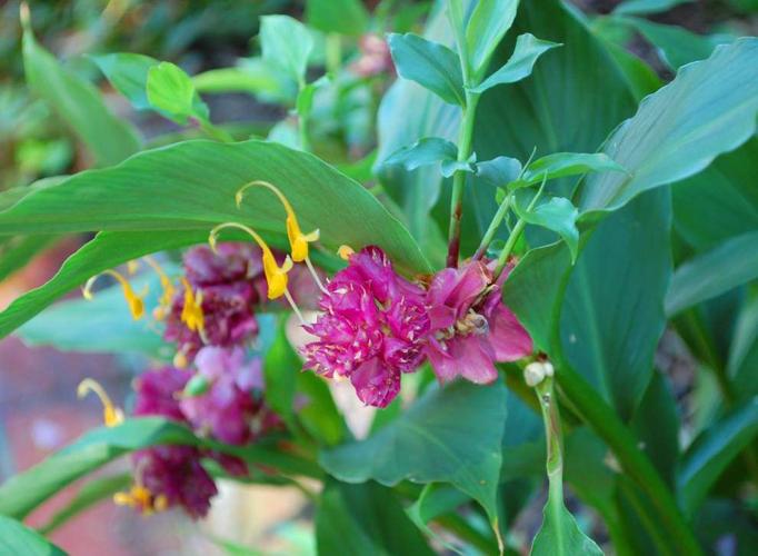 Dramatic ginger blooms spice up landscapes | Home Garden | theadvocate.com