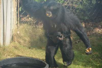 New baby siamang, an endangered gibbon, born at Baton Rouge Zoo | News ...