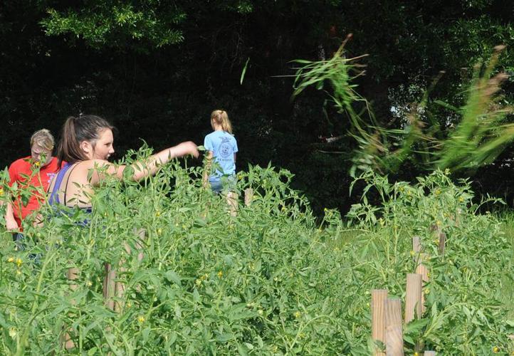 Students donate food harvested from garden | Zachary | theadvocate.com