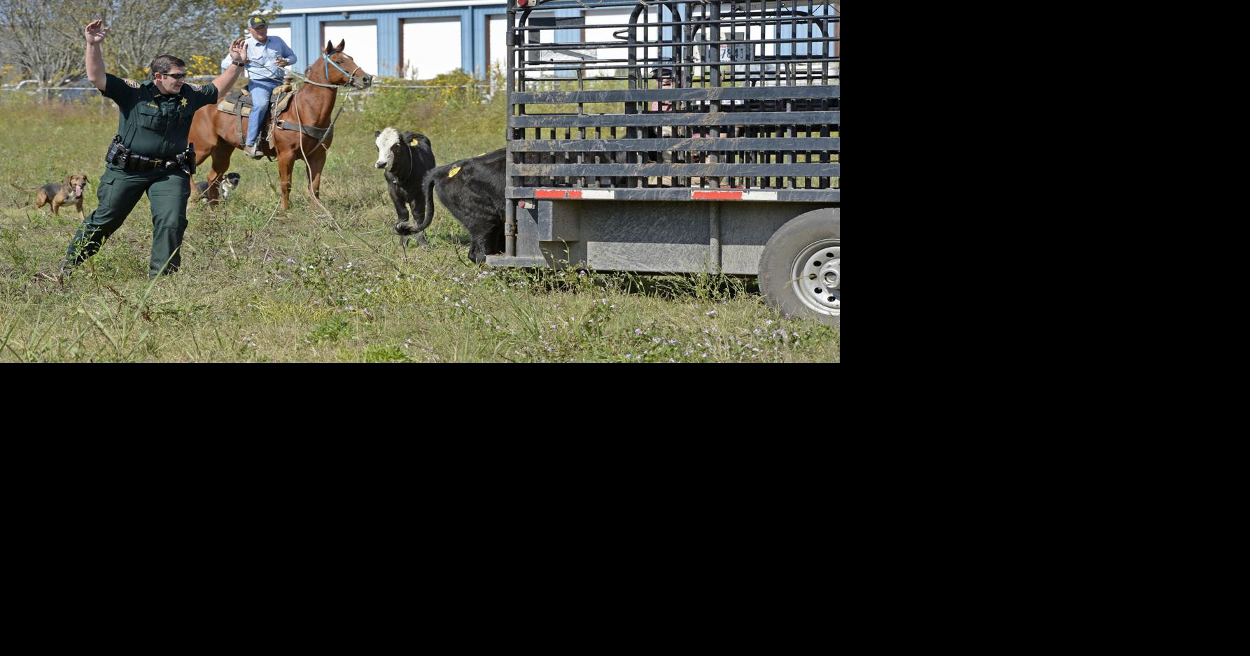 Videos show cows on the run, being rounded up after crash closes ...