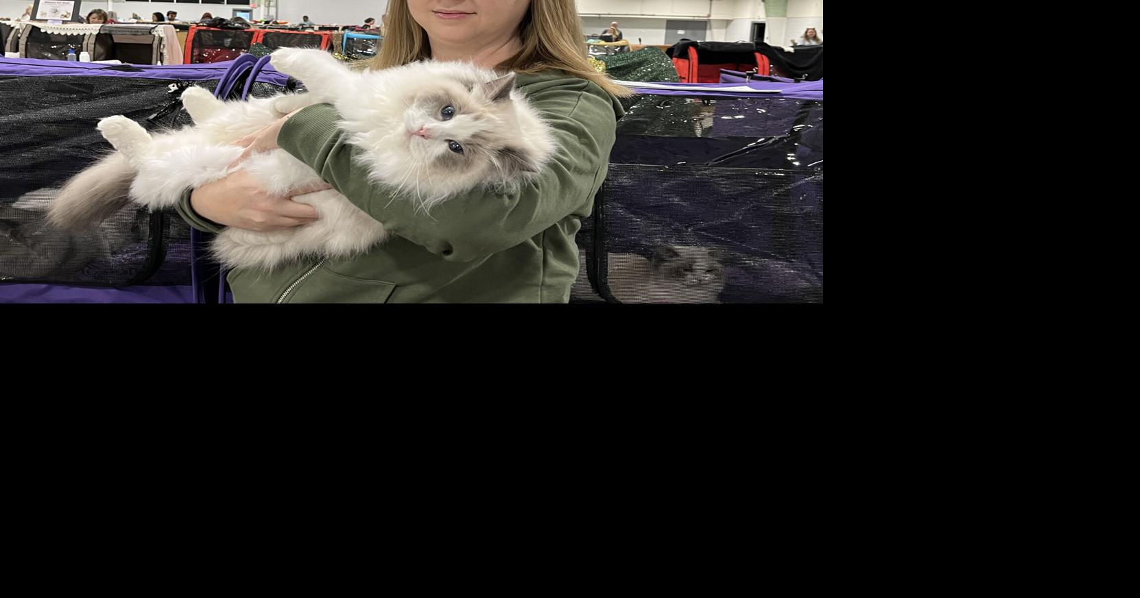 Fancy cats were the stars at the 50th Cat Show at Lamar-Dixon ...