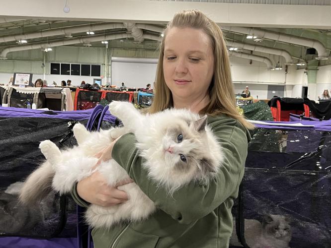 Fancy cats were the stars at the 50th Cat Show at Lamar-Dixon ...