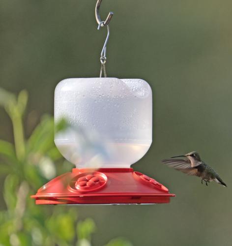 Hummingbirds swarm Louisiana yard in hummingbird migration ...