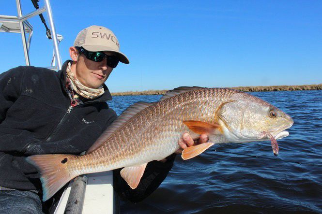 Pros, cons of Louisiana's favorite coastal fish | Louisiana Outdoors ...