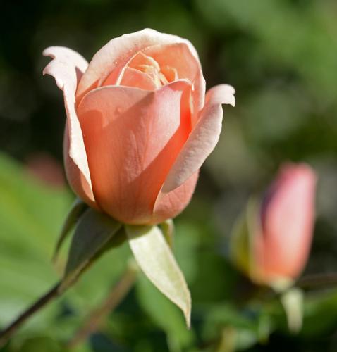 Take a tour! Linda Strain's Baton Rouge garden a 10-year project that ...