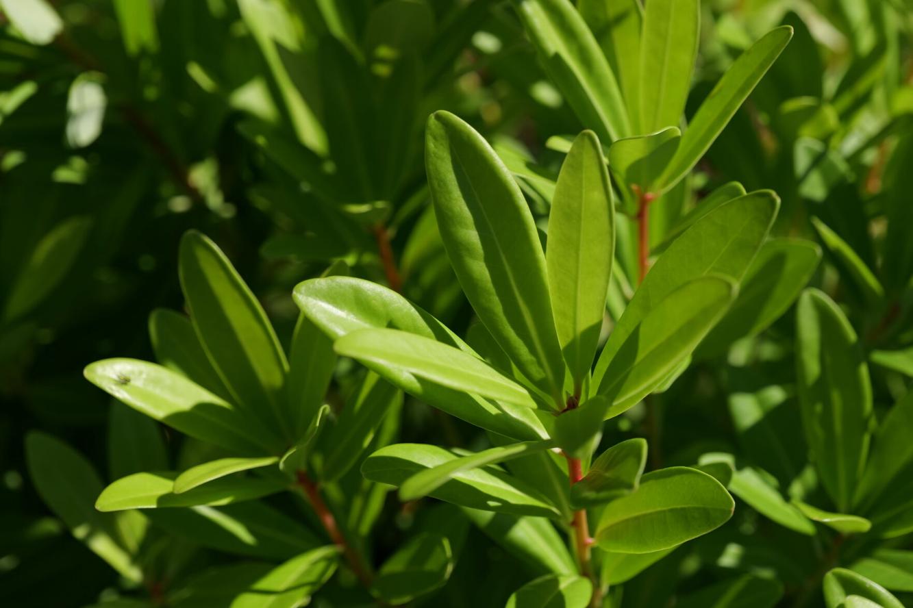 Florida Sunshine anise is newest state Super Plant choice ...