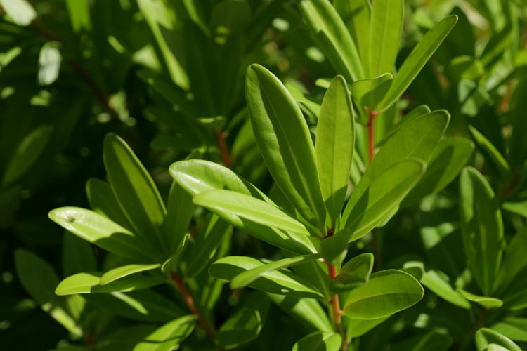 Florida Sunshine anise is newest state Super Plant choice ...
