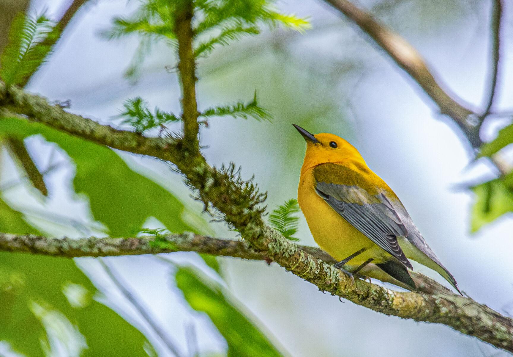 'Lights Out' in Louisiana to save migrating birds | Home/Garden ...