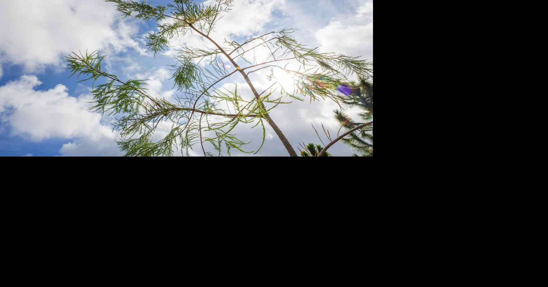 Letters: Others have helped to replace trees since Katrina | Letters ...