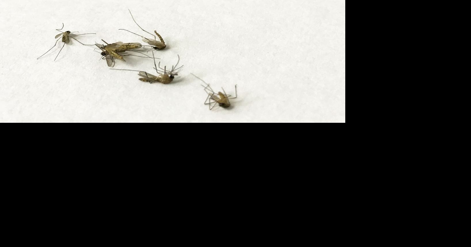 Why mosquitoes are so bad in Louisiana — and what helps | Louisiana ...