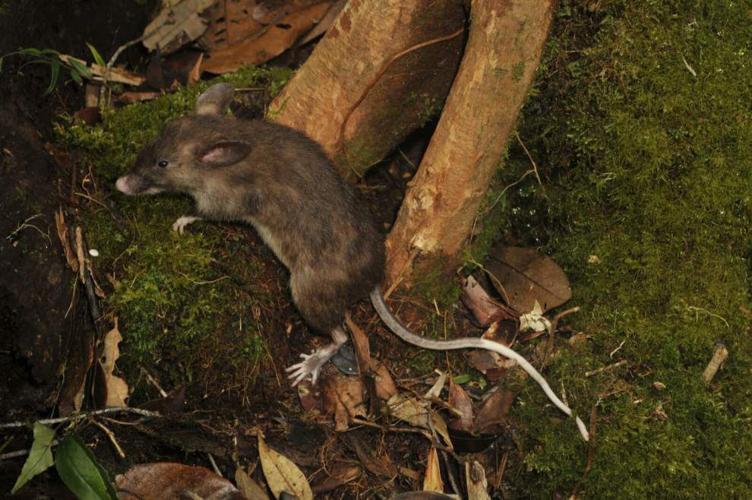 LSU researcher, other scientists discover ‘Hog-nosed shrew rat’ on ...