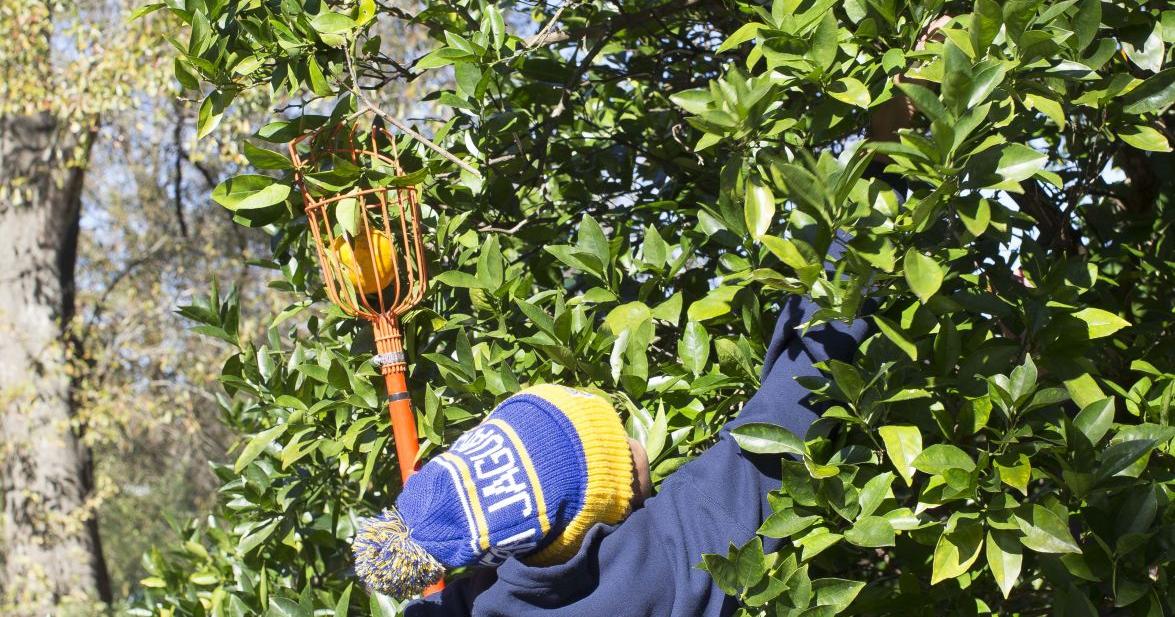 Citrus Shepherds pick fruit as snow melts from the trees | Mid City ...