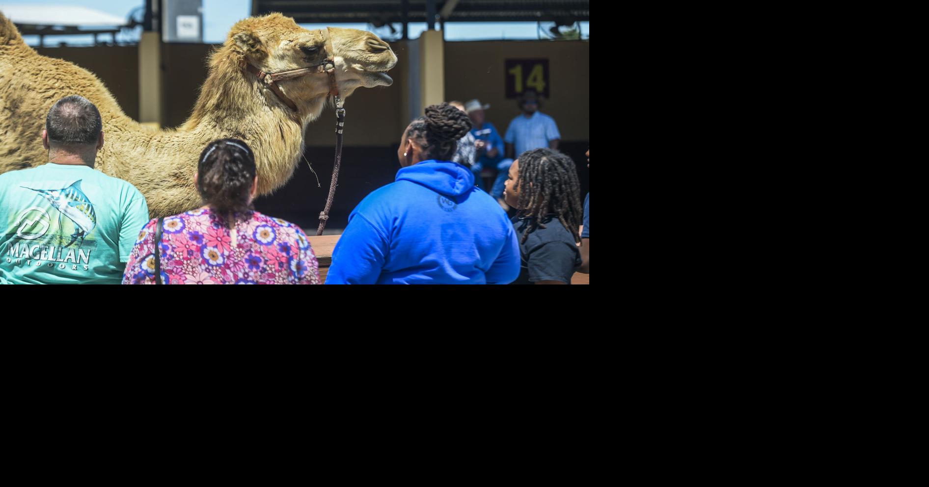 Photos Zebras and Camels | Photos | theadvocate.com