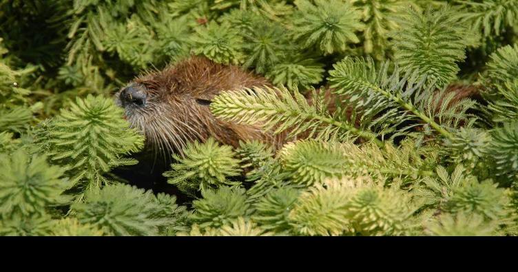 Help wanted in battle vs. nutria: How you can turn 'harvested' nutria ...
