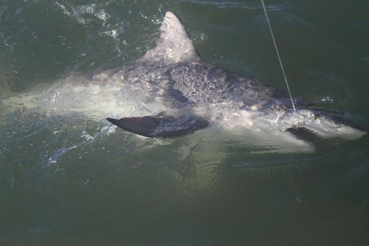 Sharks in Gulf getting more aggressive -- and causing anglers lots of ...