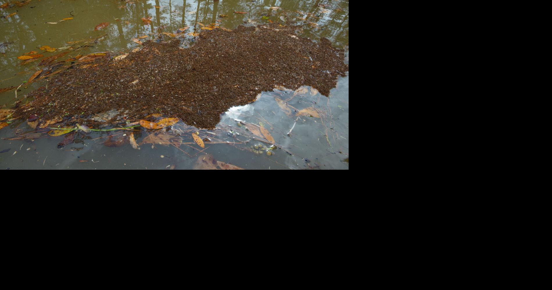 Snakes, ants and insects among post-flood threats | Home/Garden ...