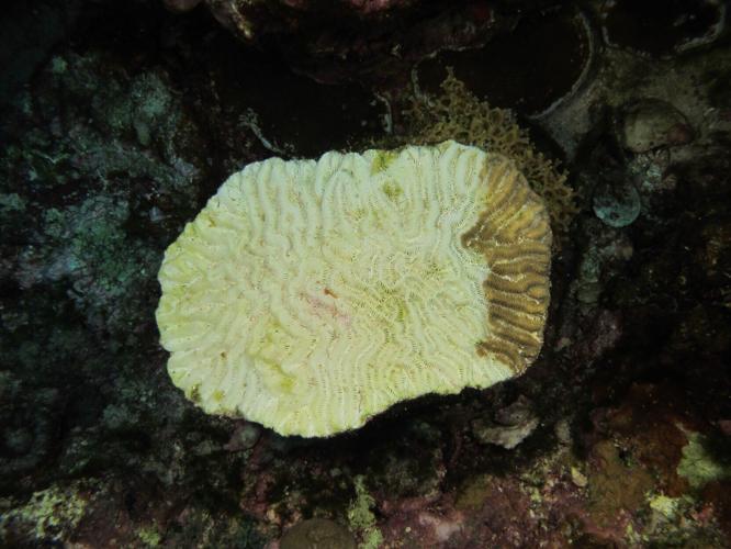 Scientists less sure what's killing Gulf of Mexico corals | Environment ...