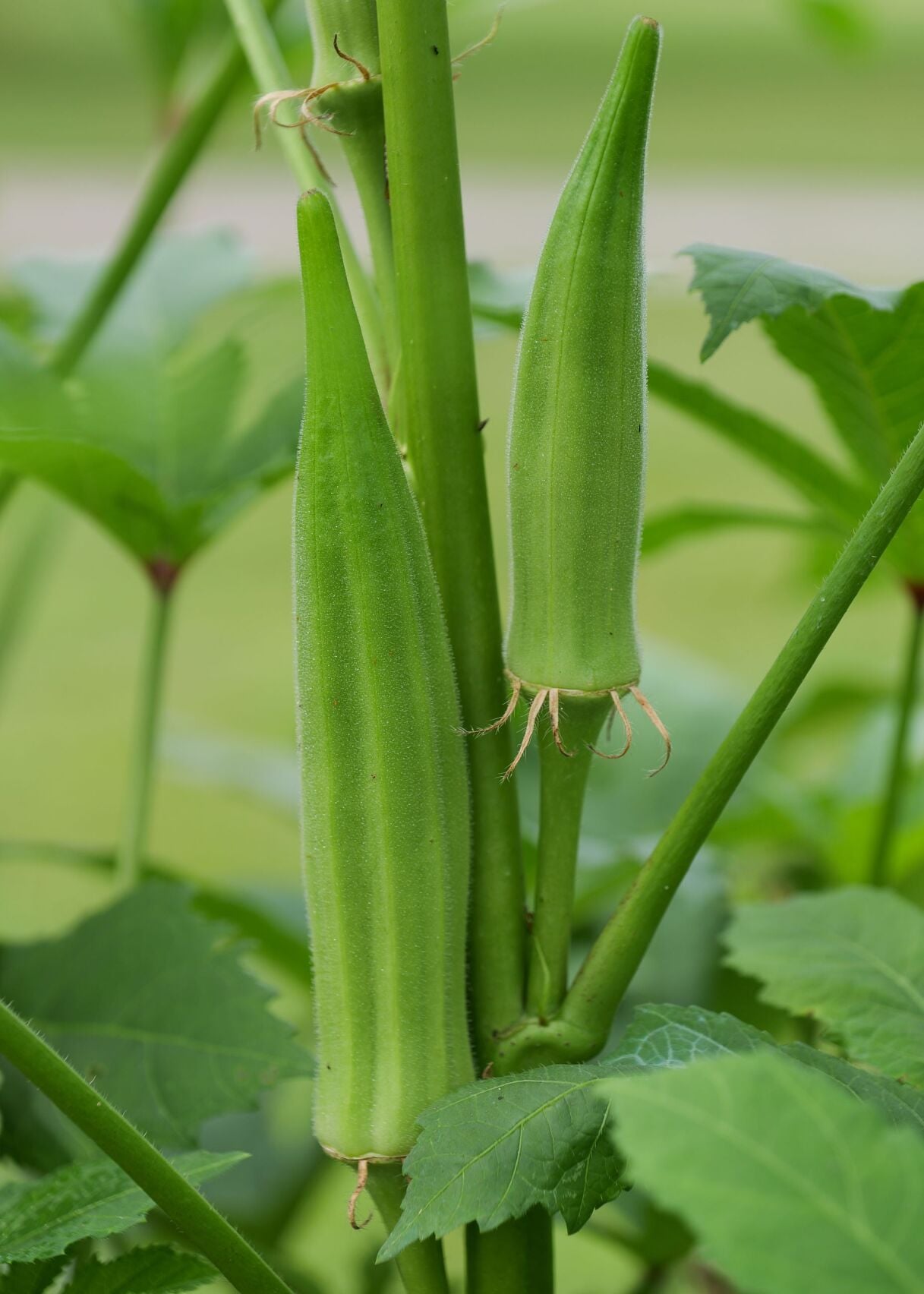 LSU AgCenter says to pick easy-to-grow okra early and often | Home ...