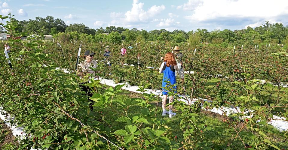 Prairieville farm has pick-your-own fruit for blackberries | Baton ...