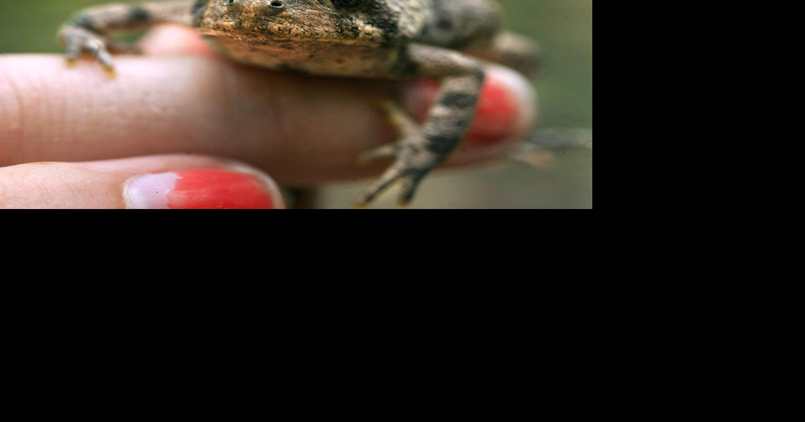 BREC's BioBlitz needs you to help document species | Entertainment/Life | theadvocate.com