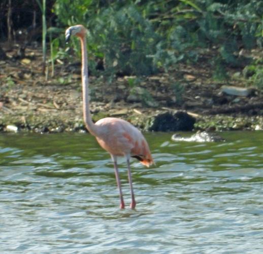 How long will flamingo in New Orleans stay in Louisiana? | Environment ...