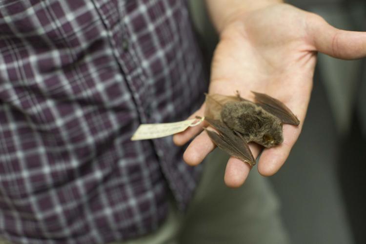 No vampires here, but Louisiana could hold key in bat survival — a ...