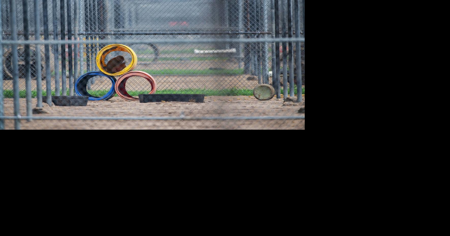 PETA calls on USDA to probe UL's monkey research lab | News ...